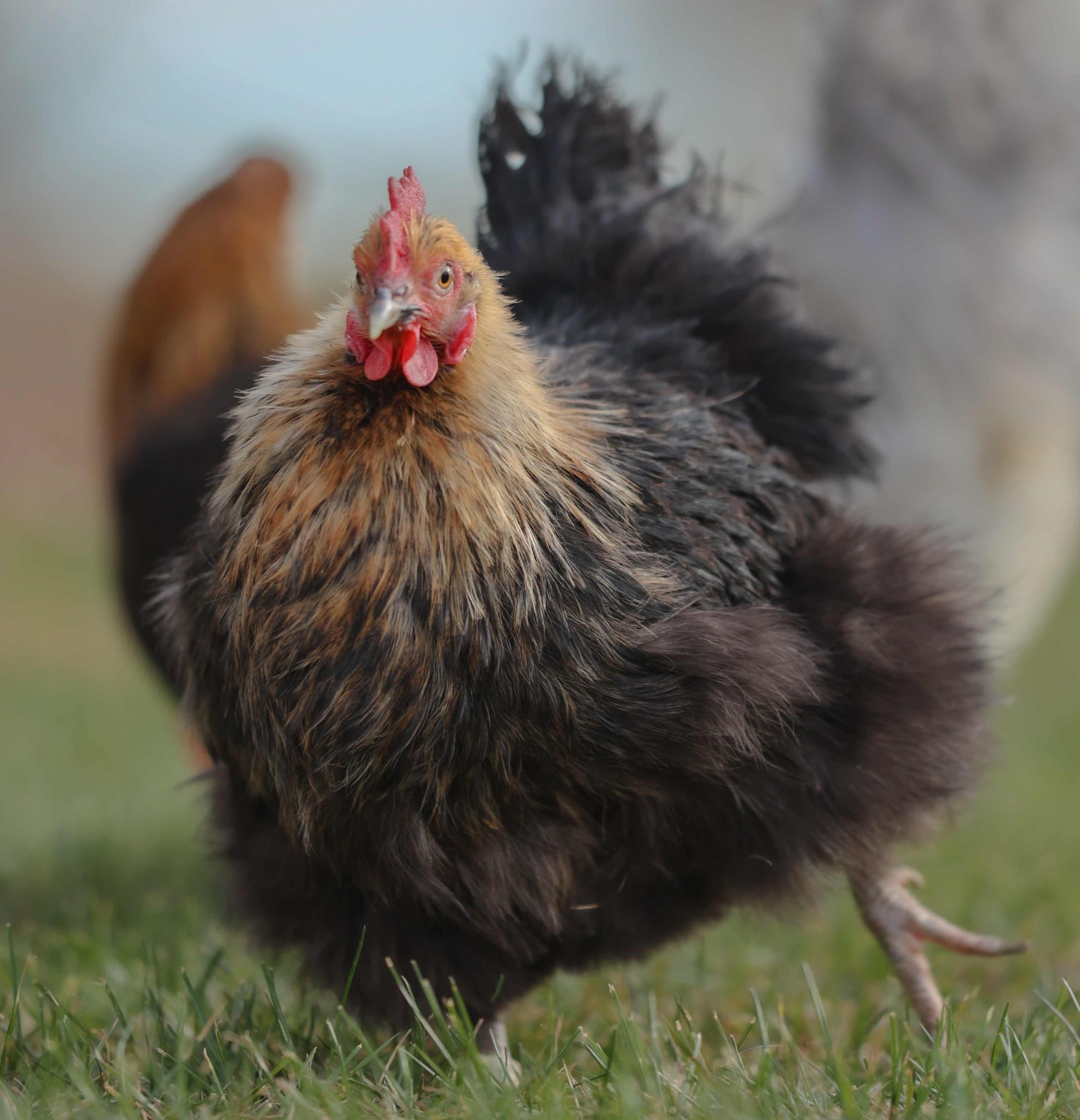 Swedish Hedemora Chickens - Backyard Poultry